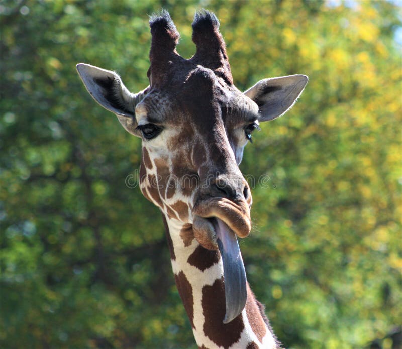 Dientes de la jirafa imagen de archivo. Imagen de largo - 16243603