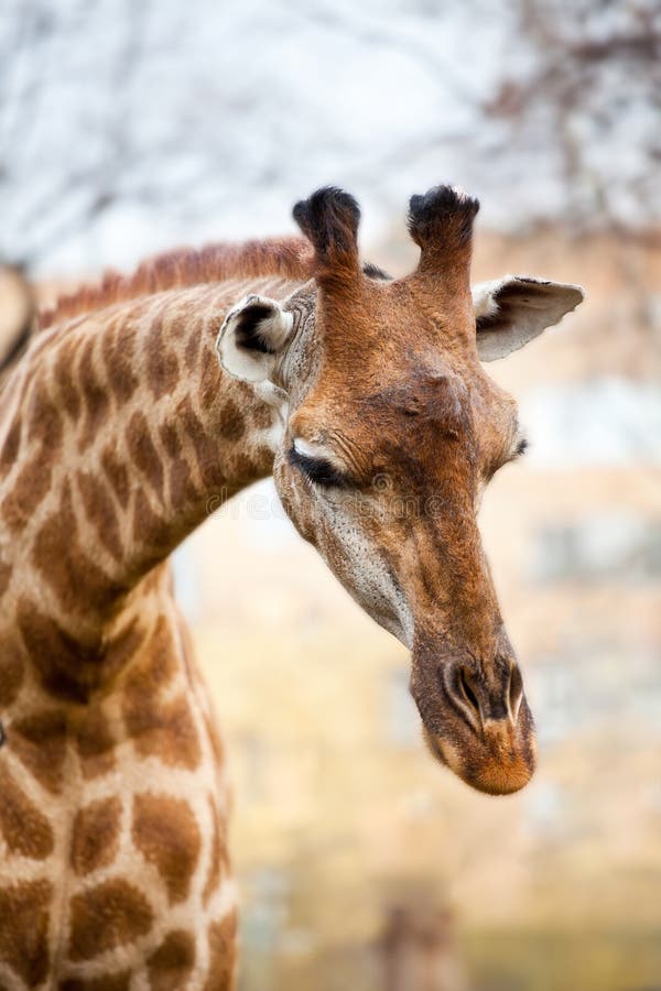 Cara de la jirafa foto de archivo. Imagen de africano, divertido - 904218