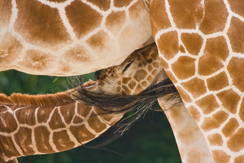 Jirafa del bebé foto de archivo. Imagen de camelopardalis - 7098448