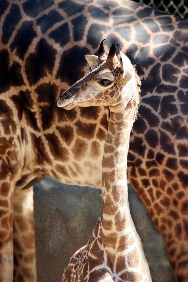 Jirafa del bebé foto de archivo. Imagen de jirafa, joven - 9447282