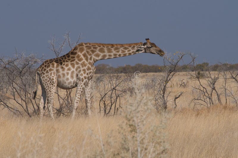 Jirafa embarazada imagen de archivo. Imagen de coma, safari - 23289543