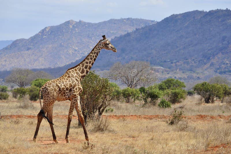 Jirafa en África imagen de archivo. Imagen de afuera - 17120451