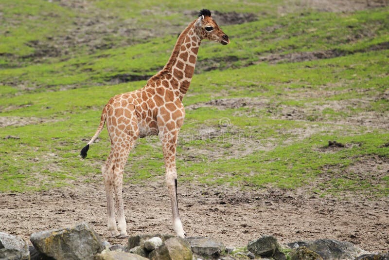 Jirafa joven foto de archivo. Imagen de cubo, camelopardalis - 37637998