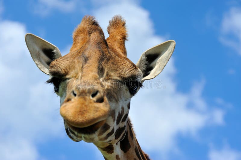 Jirafa adorable foto de archivo. Imagen de yermo, alto - 10542134
