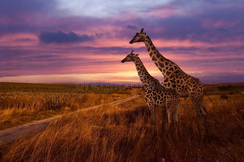 Jirafas foto de archivo. Imagen de agricultura, nubes - 23583784