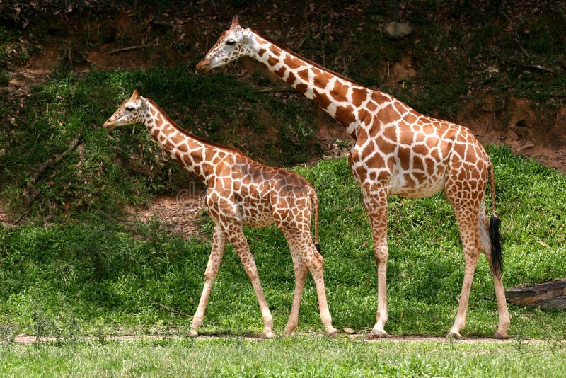 Jirafas foto de archivo. Imagen de cubo, claxones, ojos - 818398