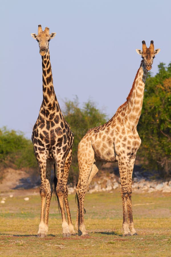 Jirafas africanas imagen de archivo. Imagen de cubo, jirafa - 31489573