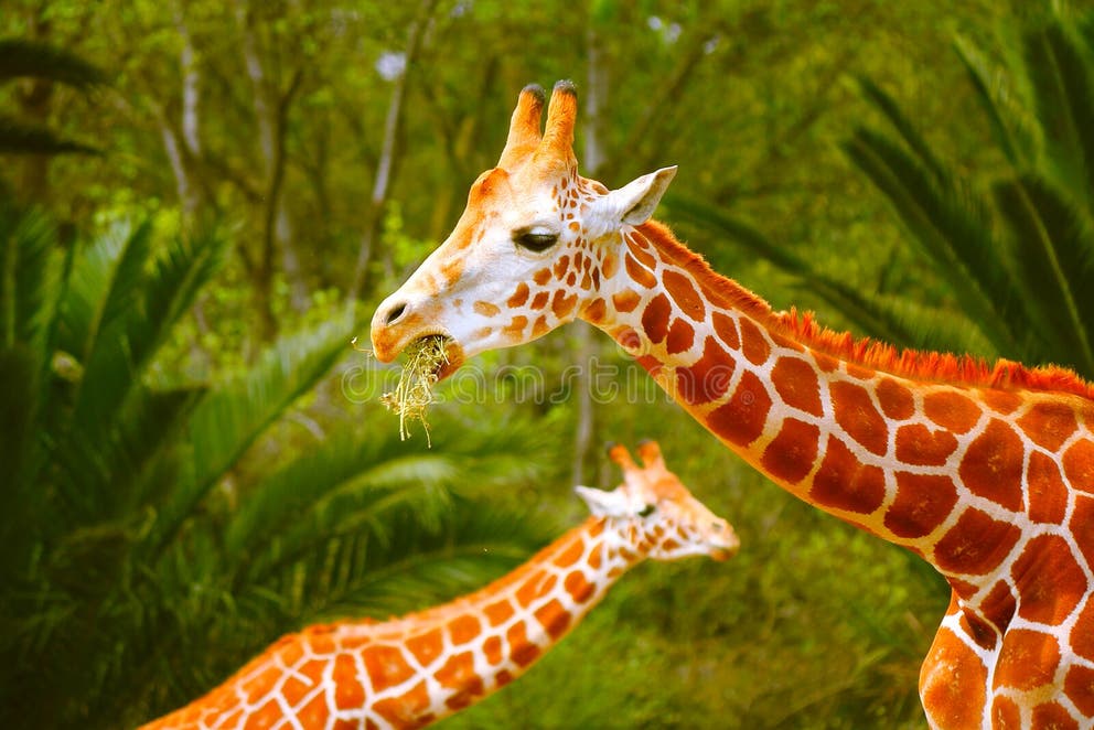 Jirafas III imagen de archivo. Imagen de cubo, jirafa - 45015115