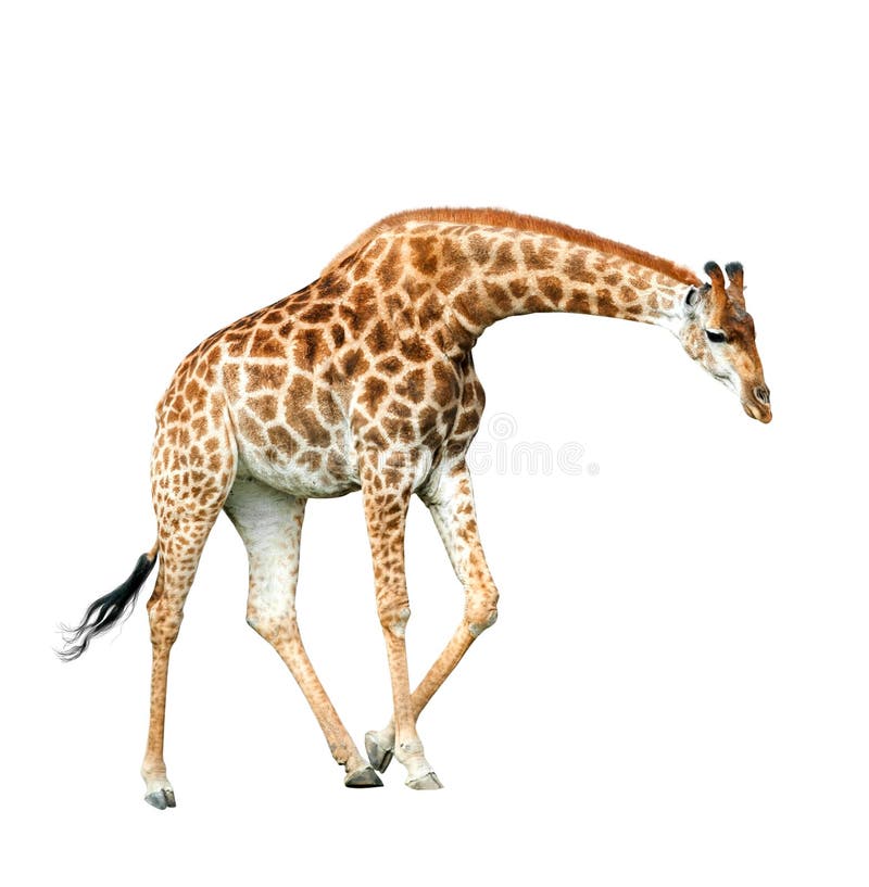 Jiraffe isolated on white stock image. Image of vertebrate - 61225239