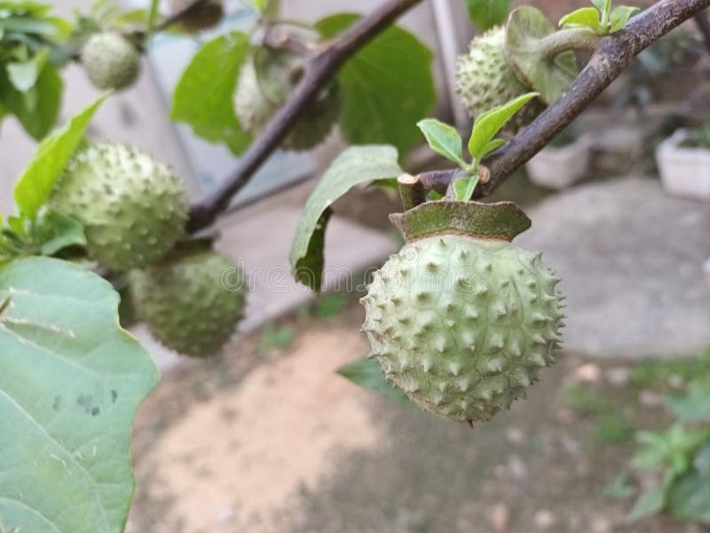 Kanak Fruit Stock Photos - Free & Royalty-Free Stock Photos from Dreamstime