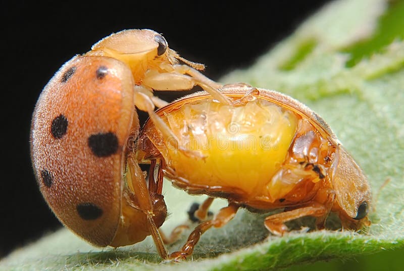 Joaninha 2 do inseto imagem de stock. Imagem de massa - 64528361