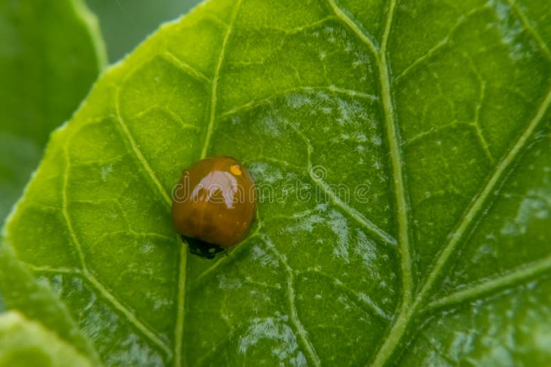 Joaninha De Brown Que Anda Em Uma Folha Da Planta Foto de Stock ...