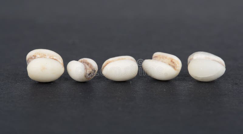 Job`s tear seed stock image. Image of herbs, brown, alice - 96495377