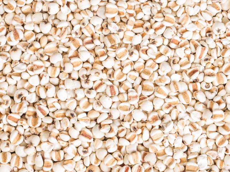 Job s tears seed stock photo. Image of myotonin, strength - 56972206