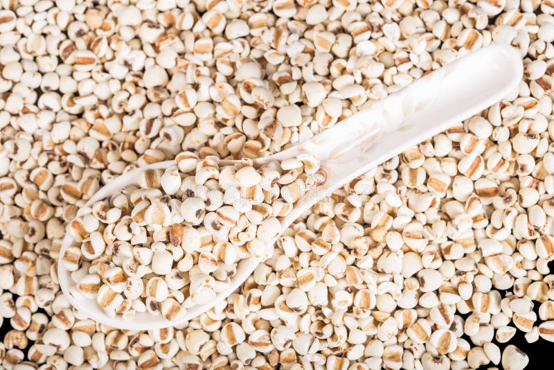 Job s tears seed stock photo. Image of myotonin, strength - 56972206