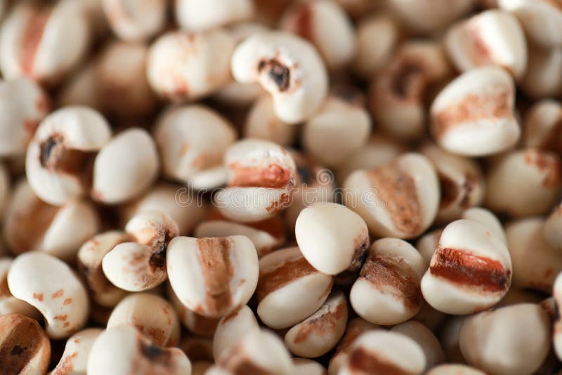 Job`s tears close up stock photo. Image of fruit, exotic - 106482404