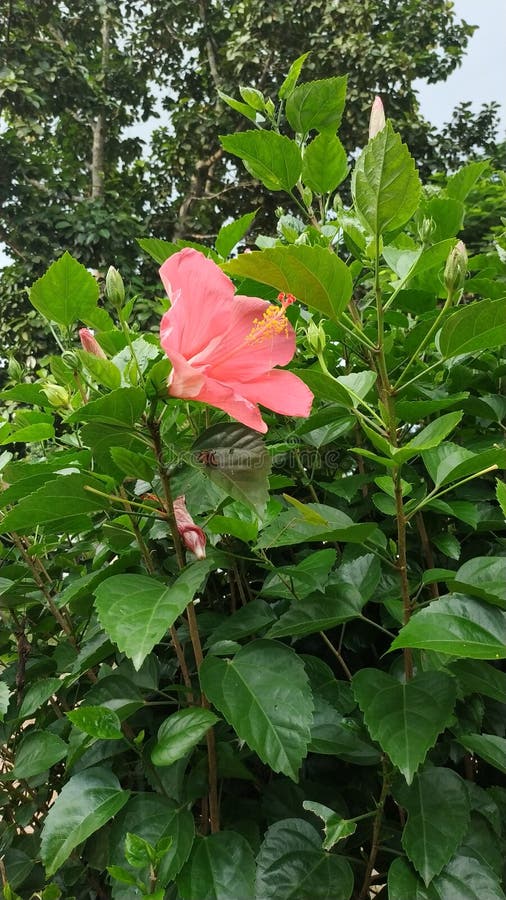 Red joba flower close shot stock photo. Image of blossom - 191208292