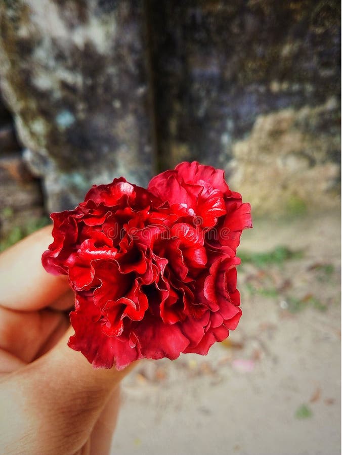 356 Oun Stock Fotos - Freie & Royalty-Free Stock Fotos von Dreamstime