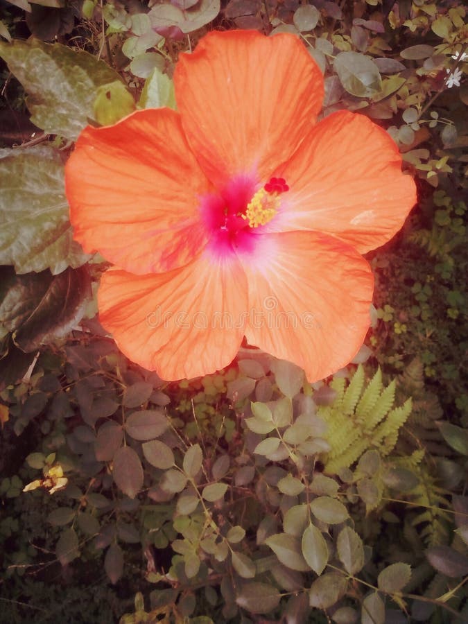 Indian Flower Tube, Flower in Orange Rot, Canna Indica Stock Image ...