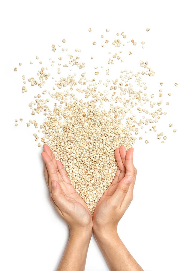 Jobs Tears (Coix Lachryma-jobi L.) Stock Image - Image of grains, oval ...