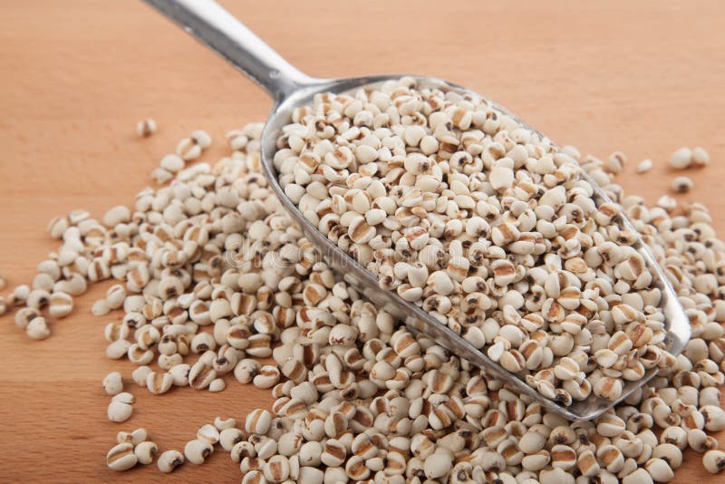 Jobs Tears with Transfer Scoop Stock Photo - Image of wood, agriculture ...