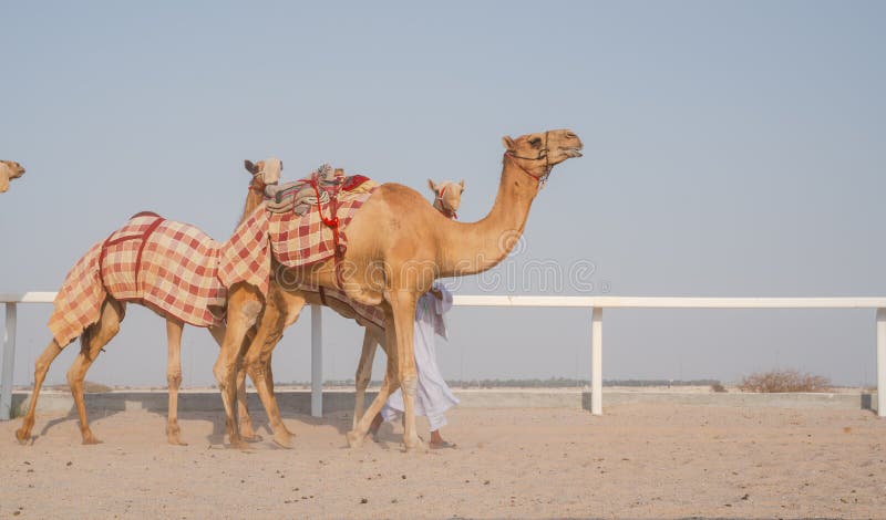Jockeys Taking the Camels for Walk in the Race Tracks. Camel Race Stock ...