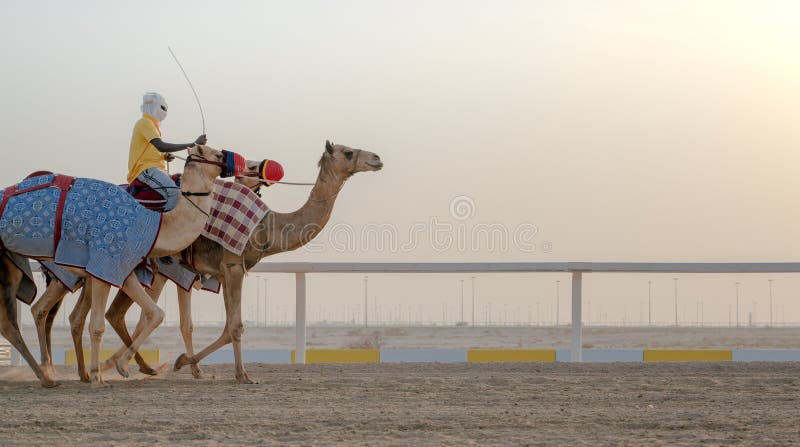 Jockeys Taking the Camels for Walk in the Race Tracks. Camel Race Stock ...