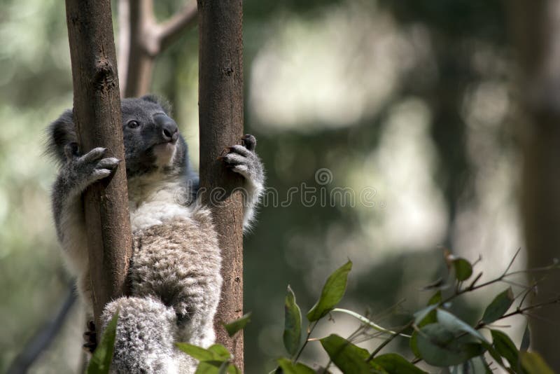 The Joey Koala is Climbing a Tree Stock Photo - Image of fauna, eyes ...