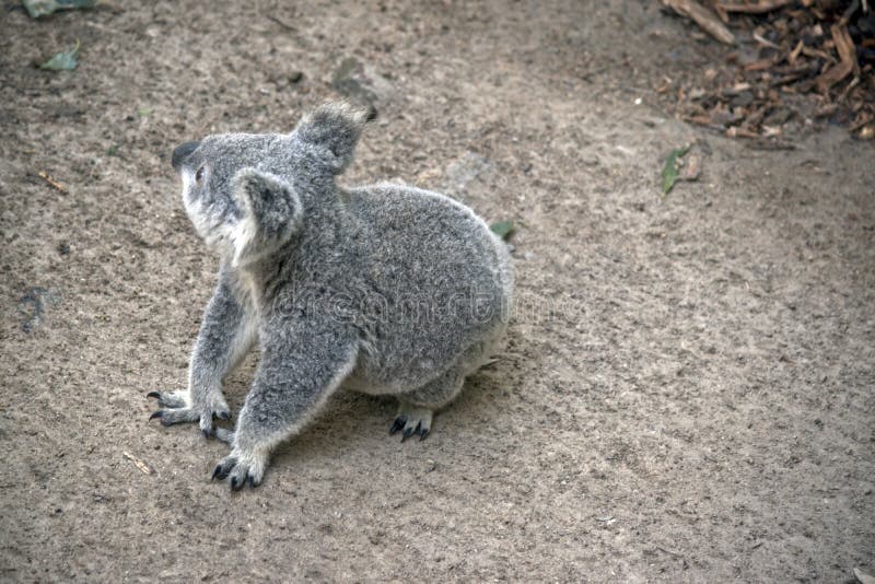 Koala walking side view stock photo. Image of claws - 103687514