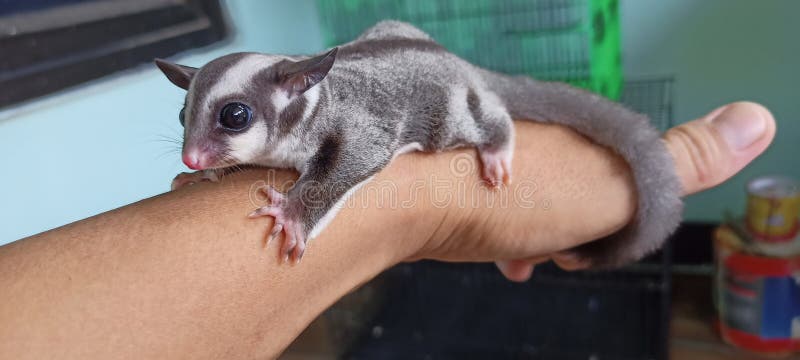 Joey Sugar Glider Animal Marsupial Stock Photo - Image of glider ...
