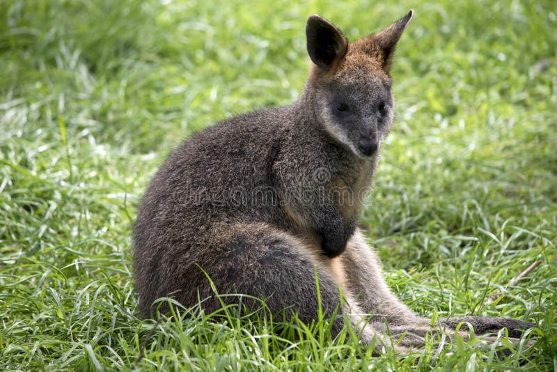 The Joey Swamp Wallaby is Resting on the Grass Stock Image - Image of ...