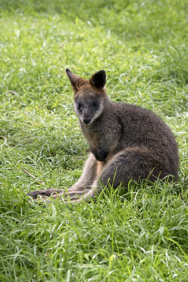 The Joey Swamp Wallaby is Resting on the Grass Stock Photo - Image of ...
