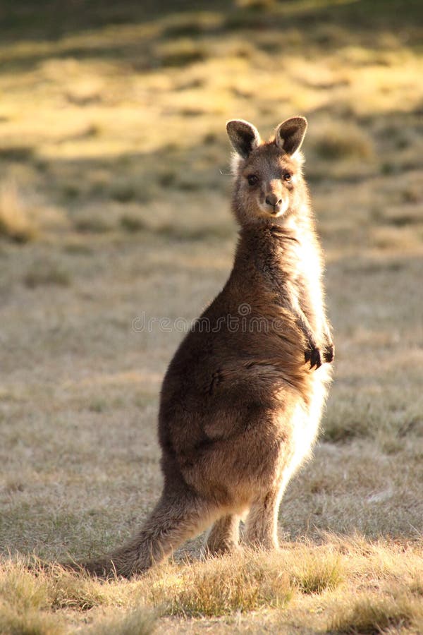 Joey Wallaby stock photo. Image of joey, animal, australia - 23027556