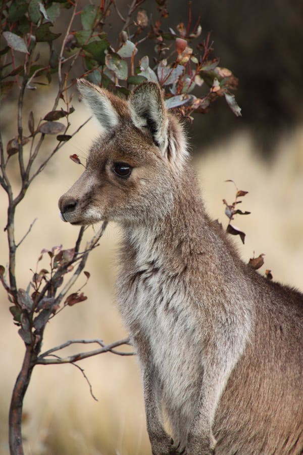 Joey Wallaby stock photo. Image of joey, animal, australia - 23027556