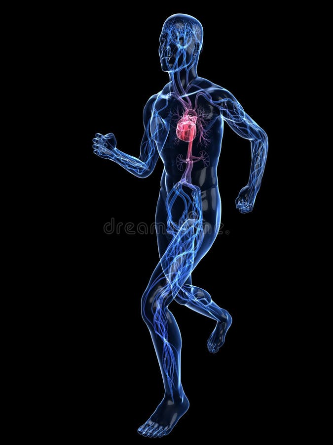Running Skeleton - Vascular Stock Illustration - Illustration of ...