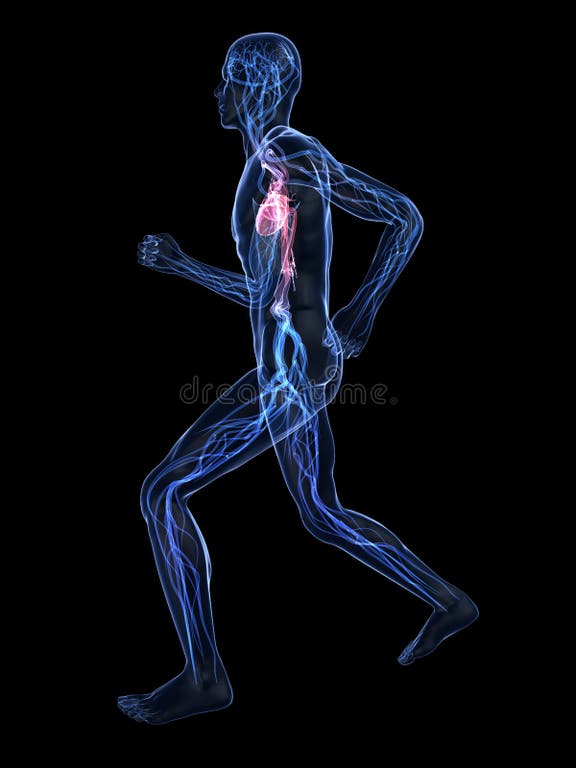 Runner Body Heart System Stock Illustrations – 52 Runner Body Heart ...