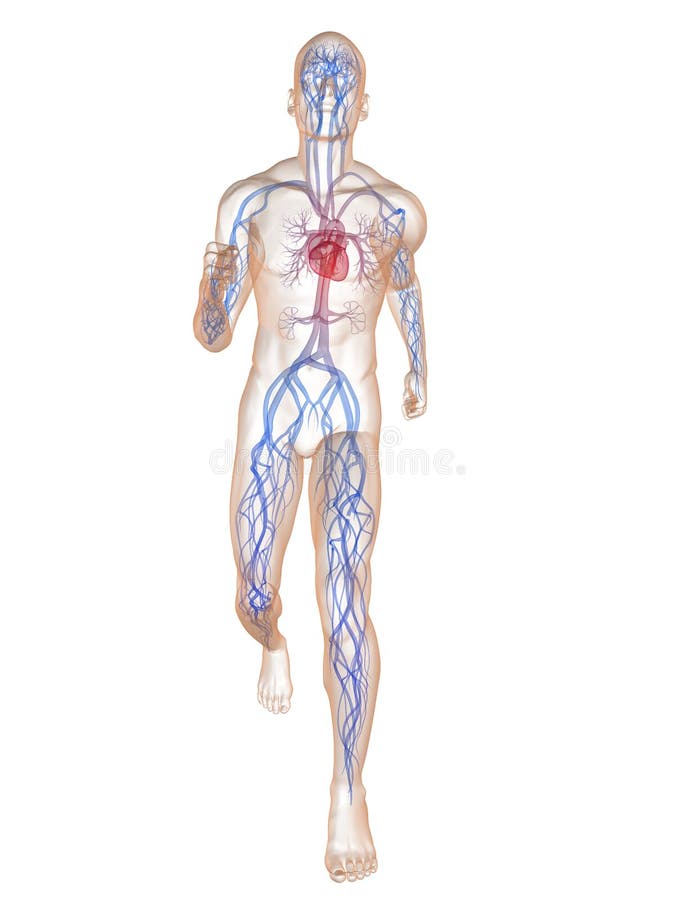 Jogger - vascular system stock illustration. Illustration of ...