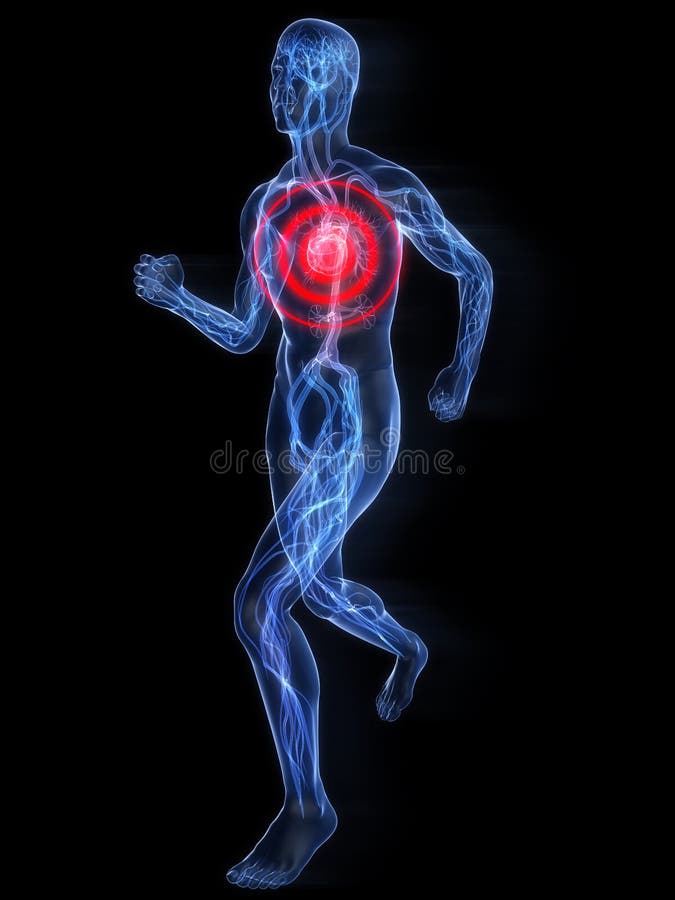 Running Man - Vascular System Stock Illustration - Illustration of ...