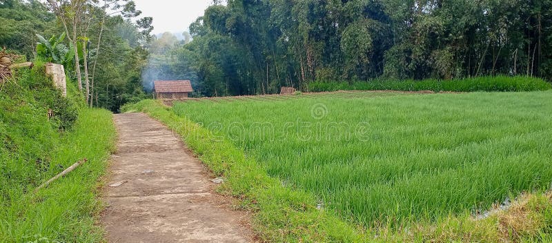 Jogging Track at the Beautiful Green Rice Field Stock Image - Image of ...