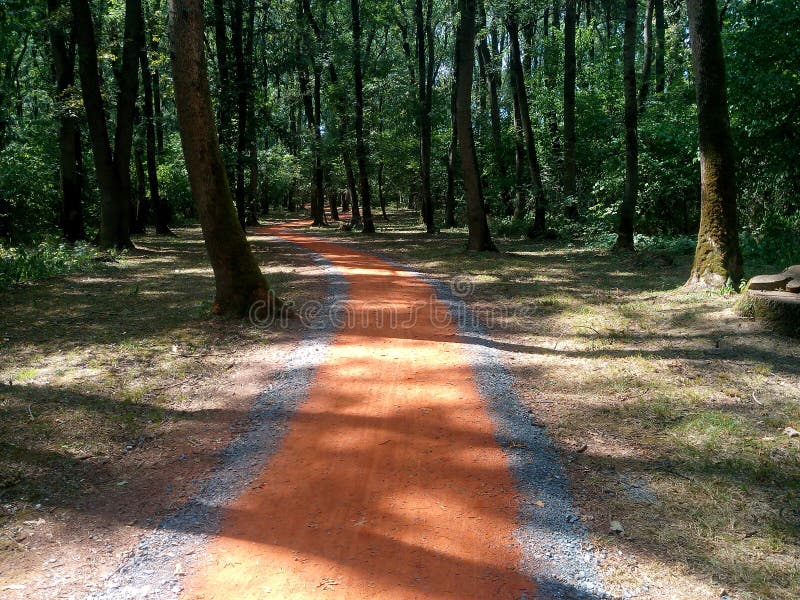 Jogging Track in Forest stock photo. Image of spring - 99584534