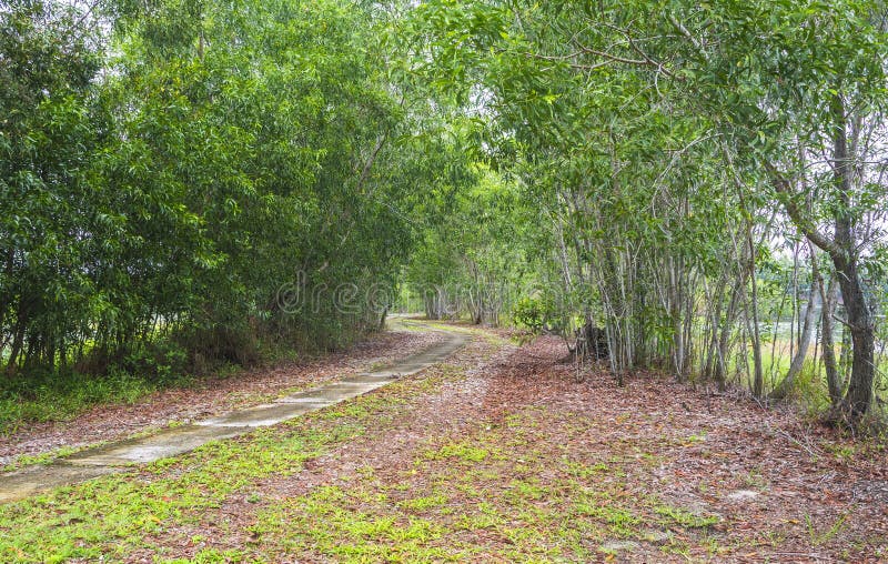 Jogging track stock photo. Image of healthy, peace, beautiful - 35244076