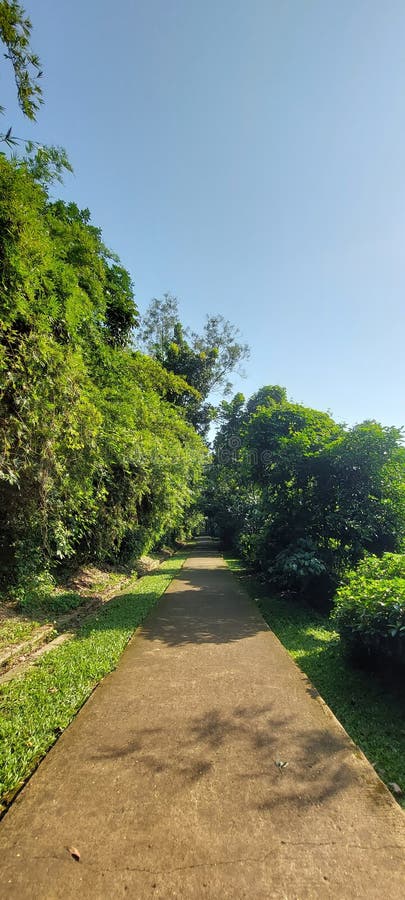 Jogging Track, Summer Season Stock Image - Image of shrub, tree: 261746259