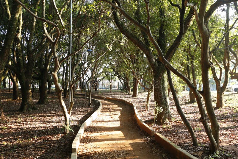 Jogging Track between Trees Stock Photo - Image of park, golden: 57249274