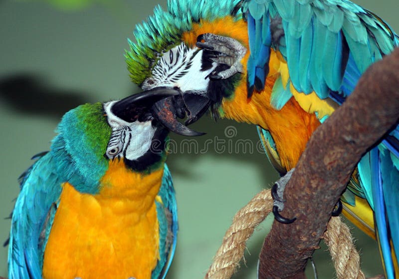 Jogo do papagaio imagem de stock. Imagem de colorido, animais - 3336585