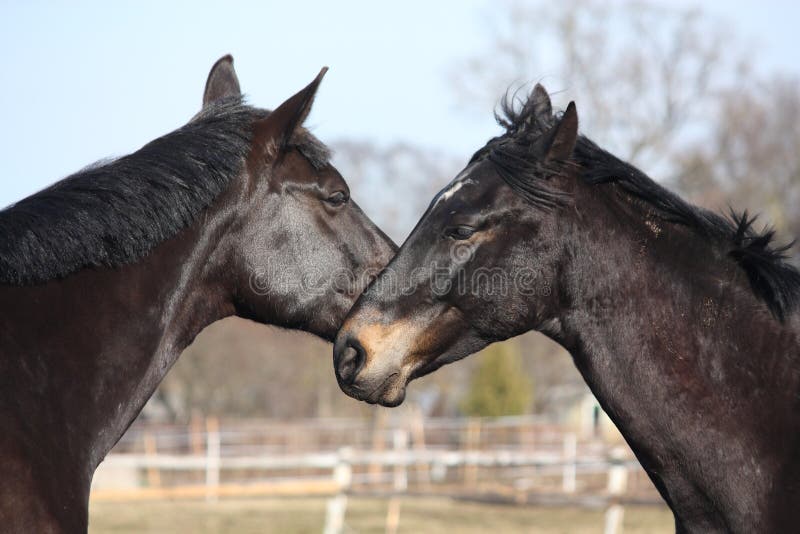 Dois Cavalos Pretos Que Nuzzling Foto de Stock - Imagem de azul, ativo ...