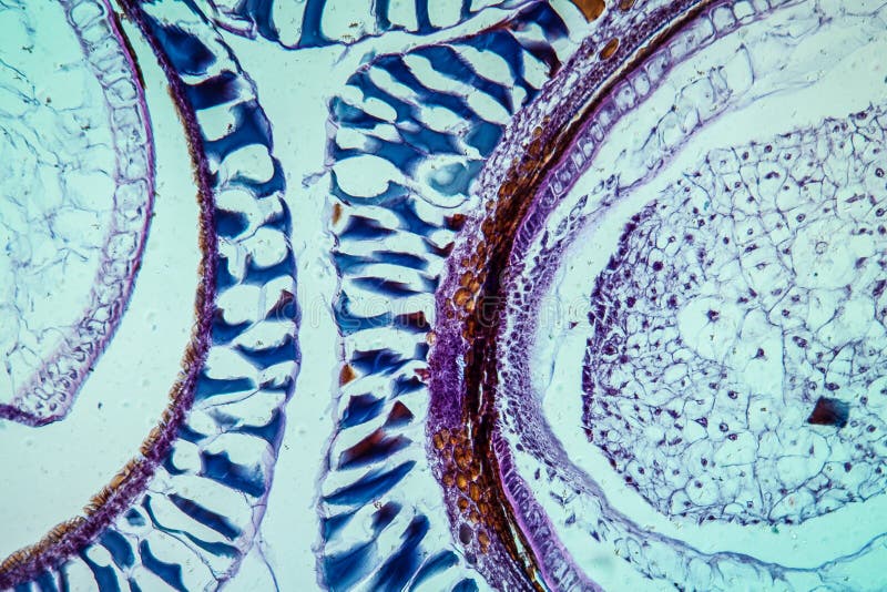 Johannes-Beerenobst stockfoto. Bild von makro, beere - 196735562