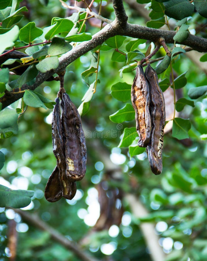 Johannesbroodboom stock foto. Image of bruin, maaltijd - 45234506