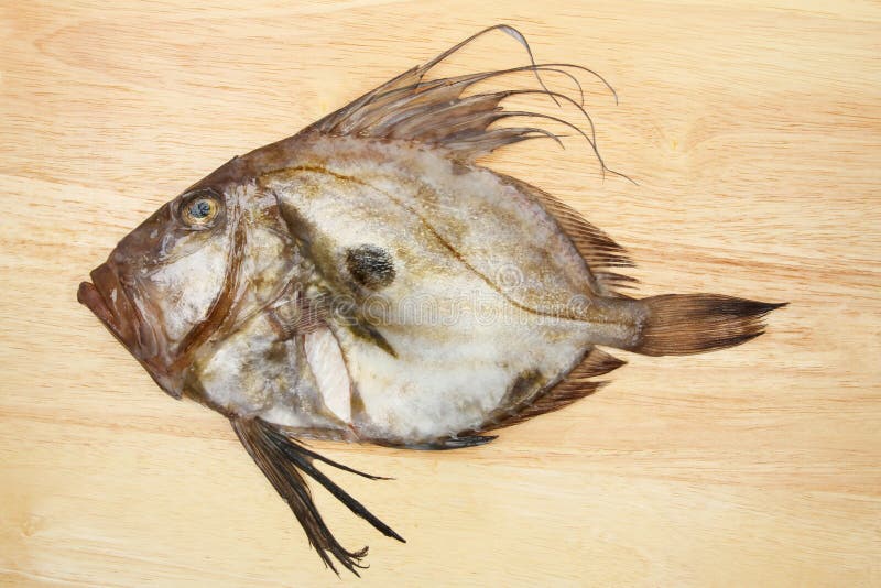 John Dory fish stock photo. Image of seafood, spot, skin - 5131436
