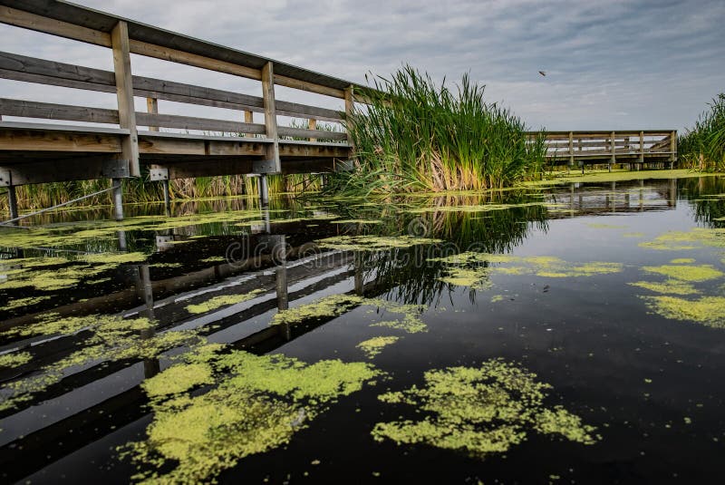 Boardwalk through the Wetlands Stock Image - Image of alberta ...