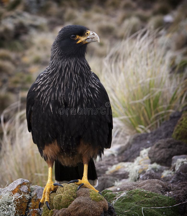 Johnny Rook stock photo. Image of watching, bird, islands - 14811614